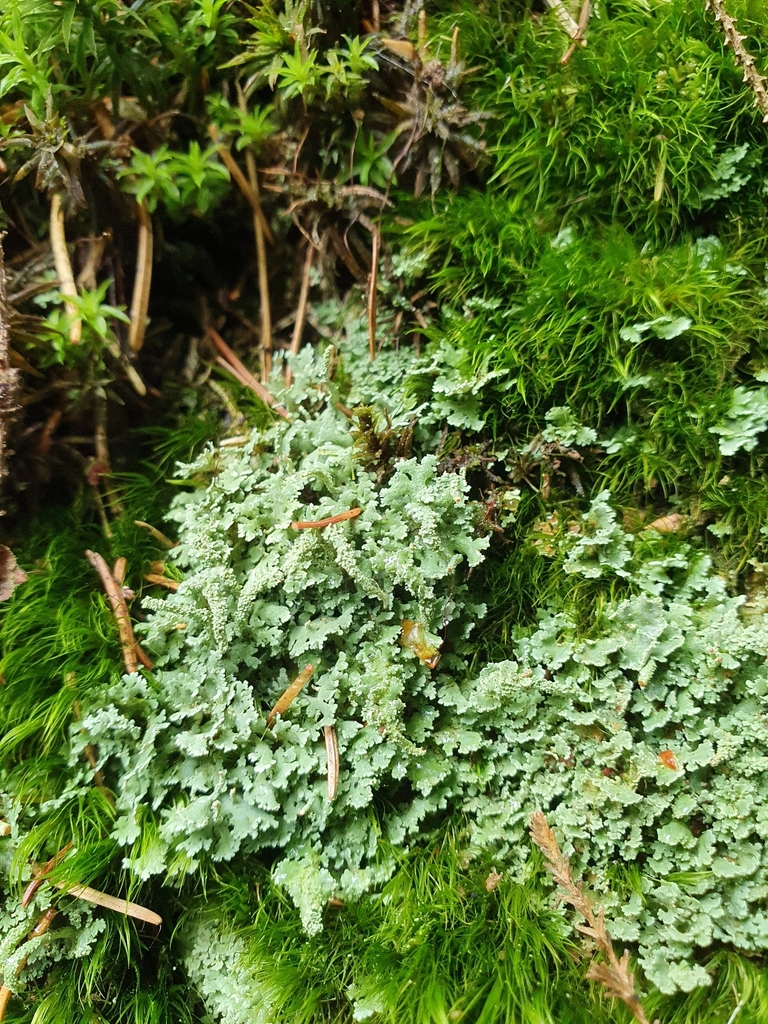 Pixie Cup Lichens from Adršpach, Česko on July 03, 2021 at 11:02 AM by ...