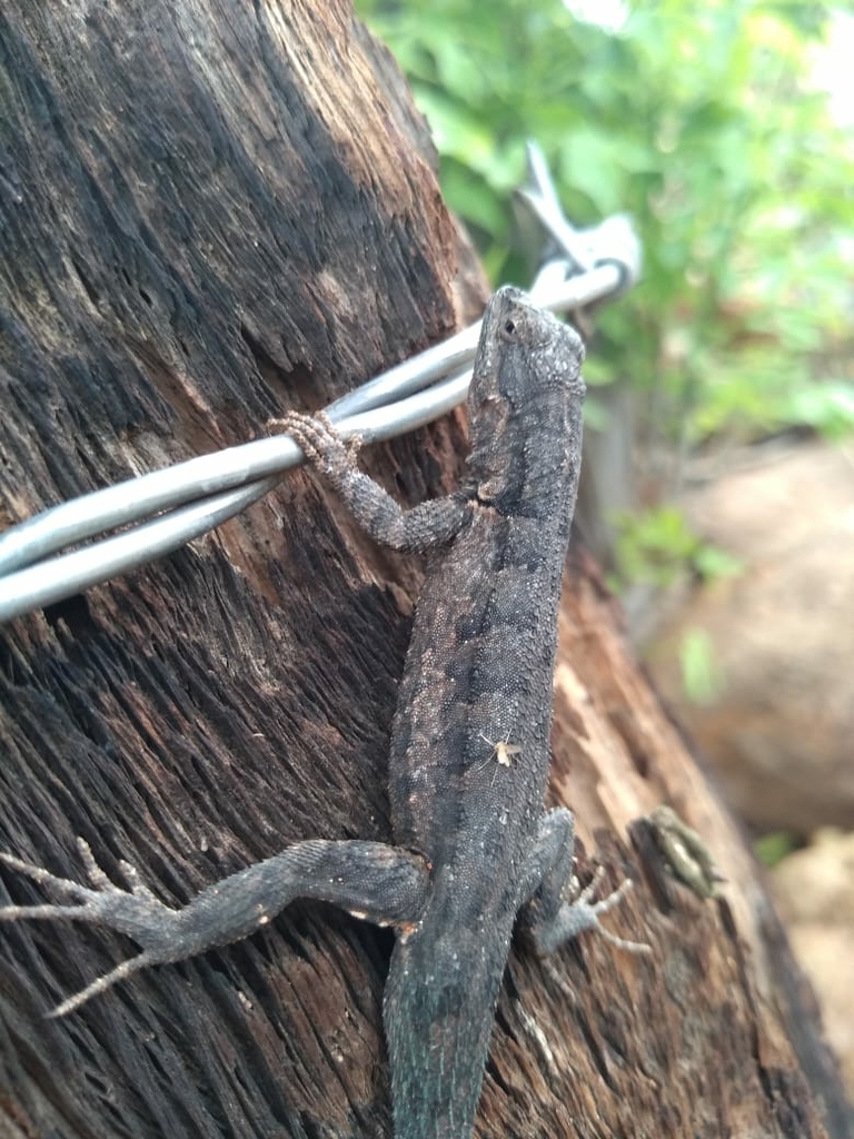 Tree and Bush Lizards from Mexico on July 03, 2021 by Gaby Esparza ...