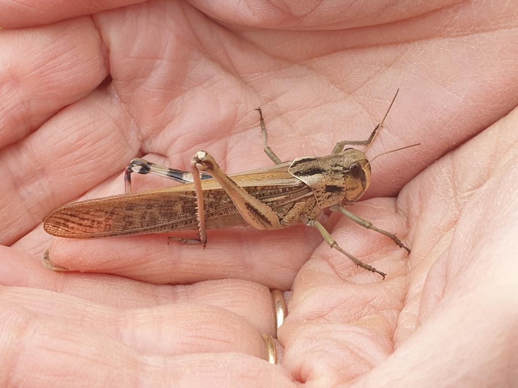 Migratory Locust from Mulgoa NSW 2745, Australia on June 12, 2021 at 11 ...
