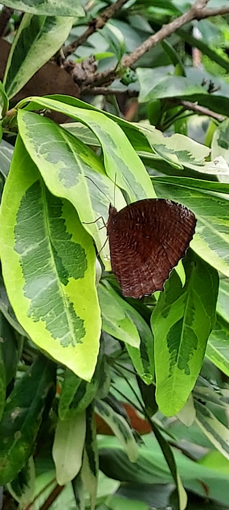 Common Palmfly from Kent Ridge Park on July 04, 2021 at 02:54 PM by Ben ...