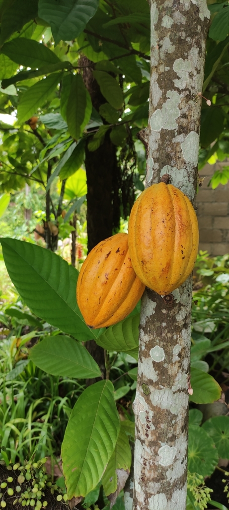 cacao tree from 48425 Jal., México on June 16, 2021 at 02:09 PM by ...
