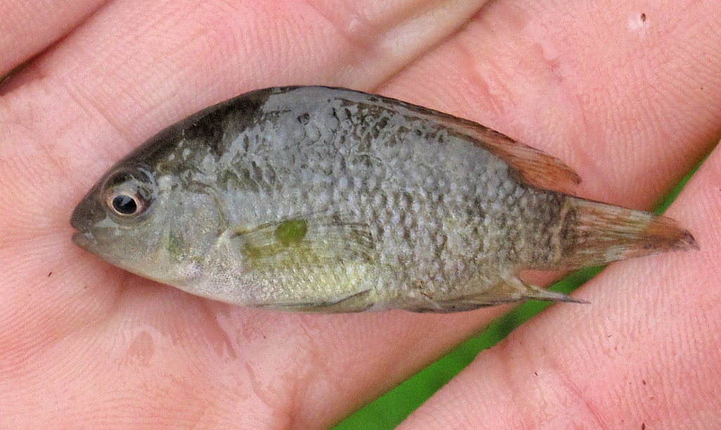 Texas Cichlid from Kimble County, TX, USA on March 06, 2010 at 12:30 PM ...