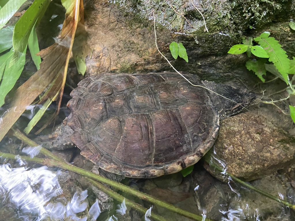 Common Snapping Turtle in July 2021 by sunnytang. An escape individual ...