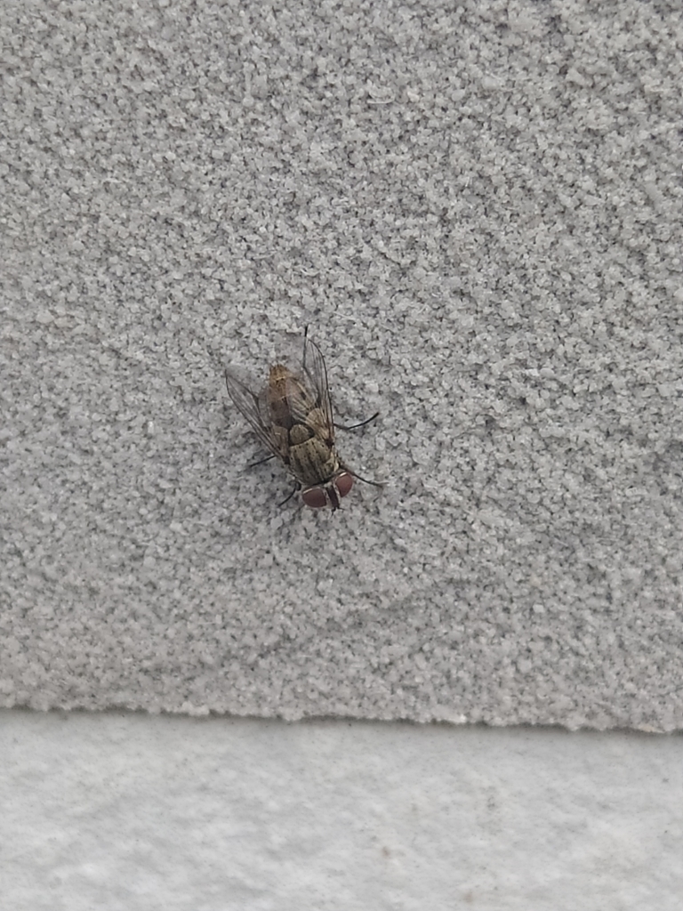 Calyptrate Flies from Śródmieście Północne, Warszawa, Polska on July 04 ...