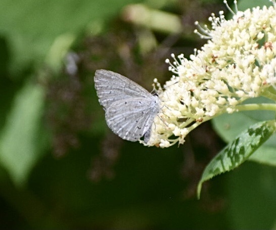 Summer Azure in July 2021 by Becky Daresh · iNaturalist