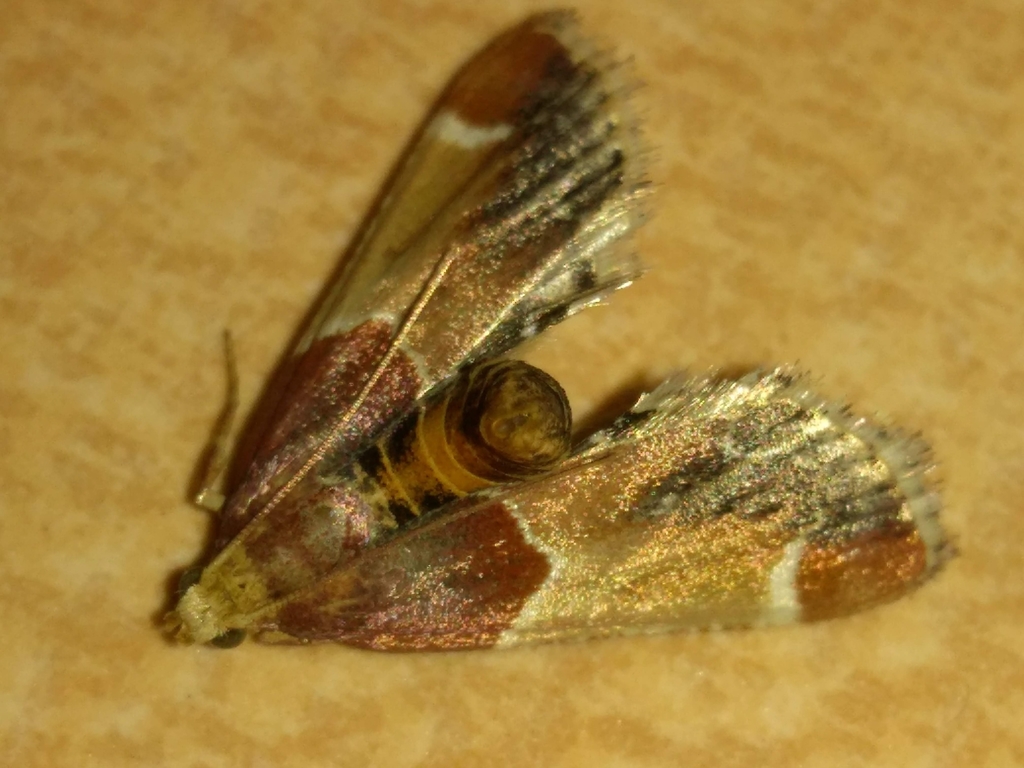 Meal moth in July 2021 by wojtest · iNaturalist