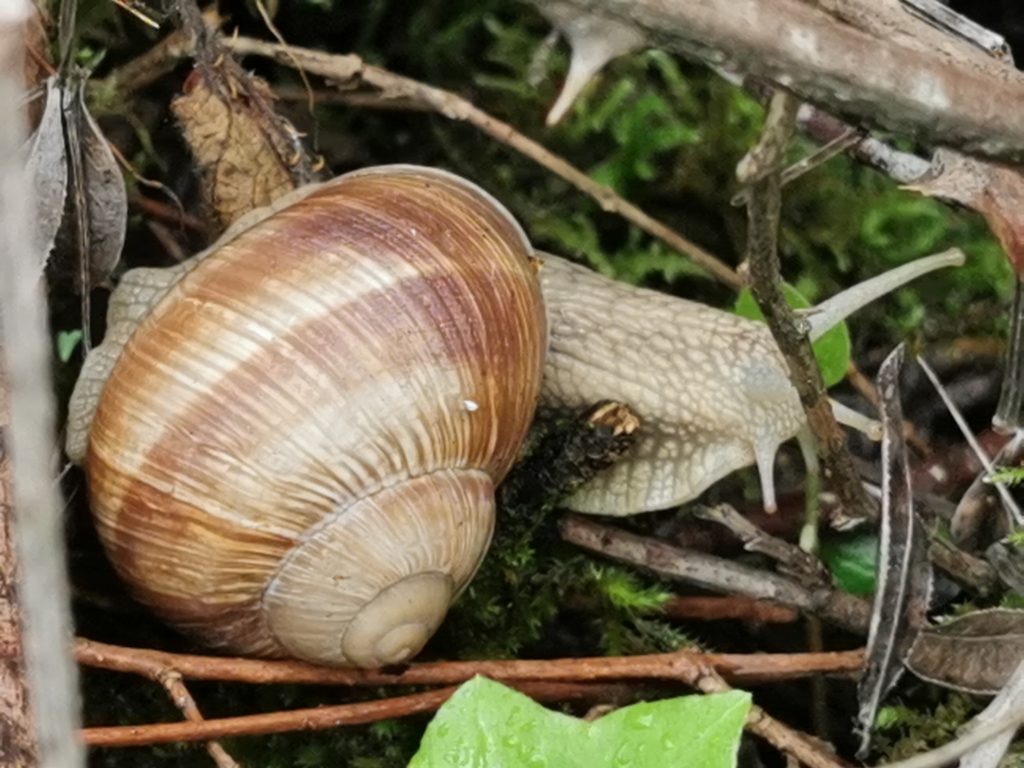Roman Snail from 19600 Noailles, France on July 4, 2021 at 07:17 PM by ...