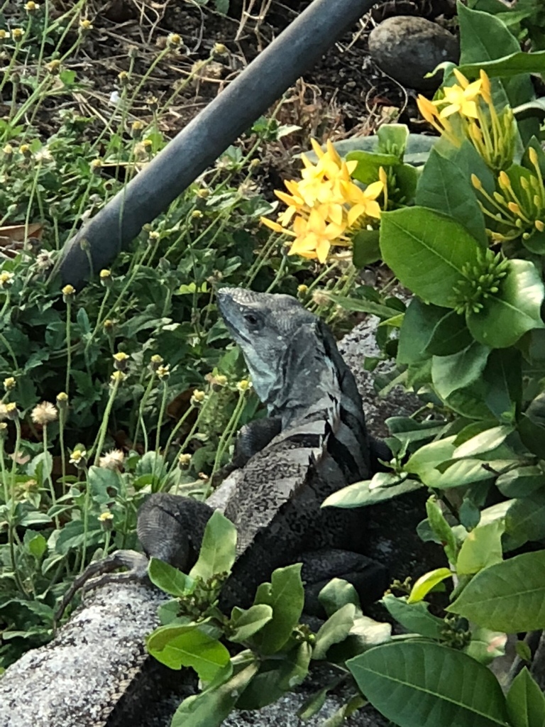 Black Spiny-tailed Iguana from Garabito, Garabito, Puntarenas, CR on ...