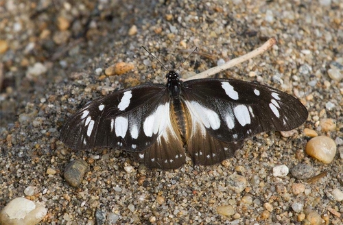 Uganda Friar Graphium (Subspecies Graphium almansor uganda) · iNaturalist