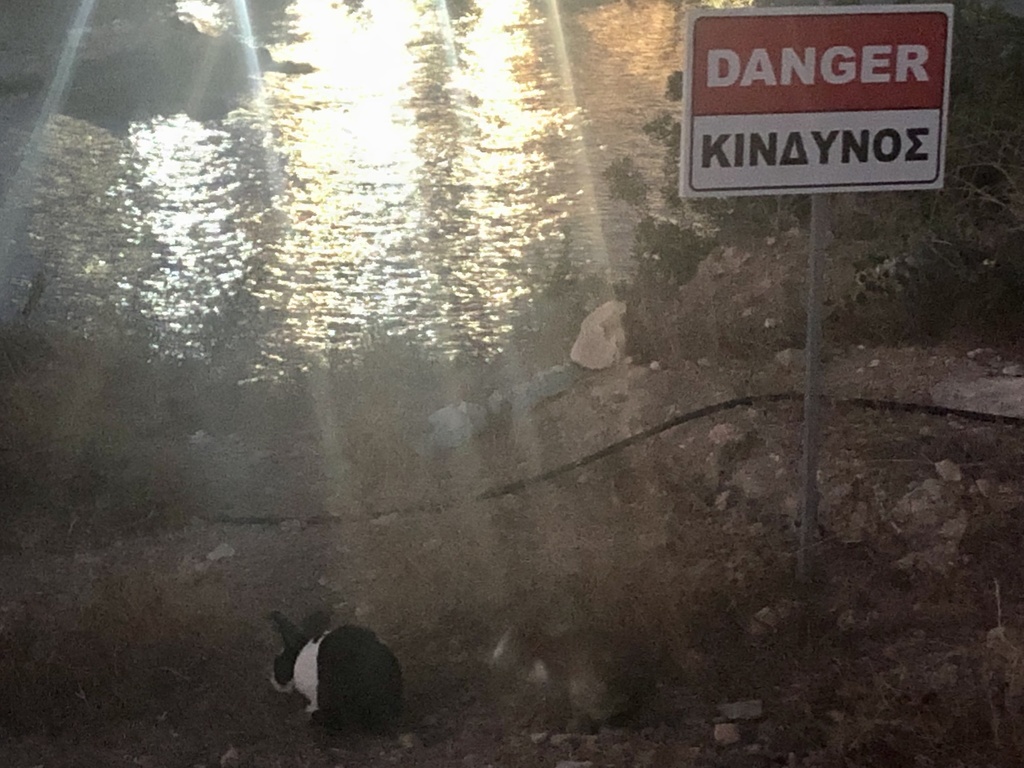 Domestic Rabbit from Paphos, CY on July 4, 2021 at 08:39 PM by ...