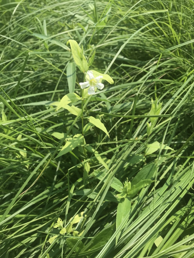 Snowy Campion from Franklin Grove, IL, US on July 4, 2021 at 11:50 AM ...