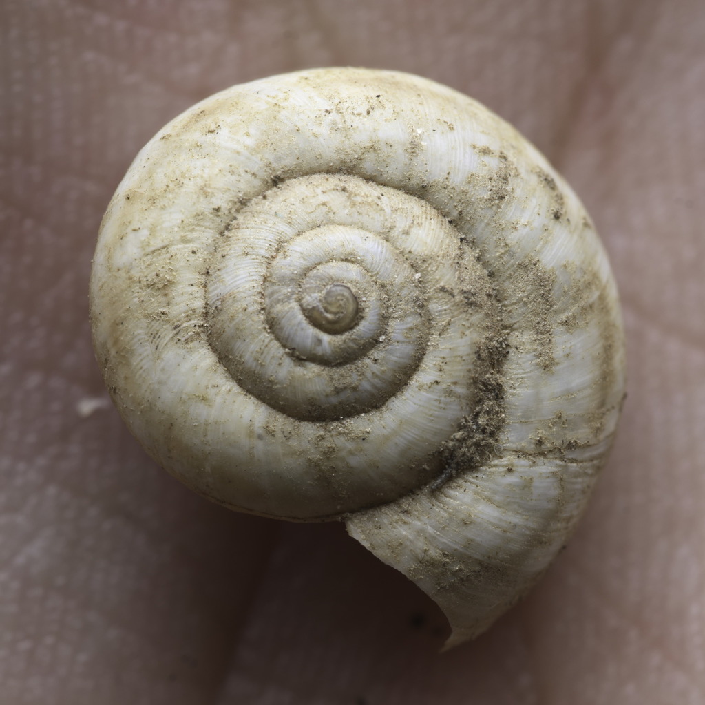 Eastern Heath Snail from West Macedonia Region, Greece on July 02, 2021 ...