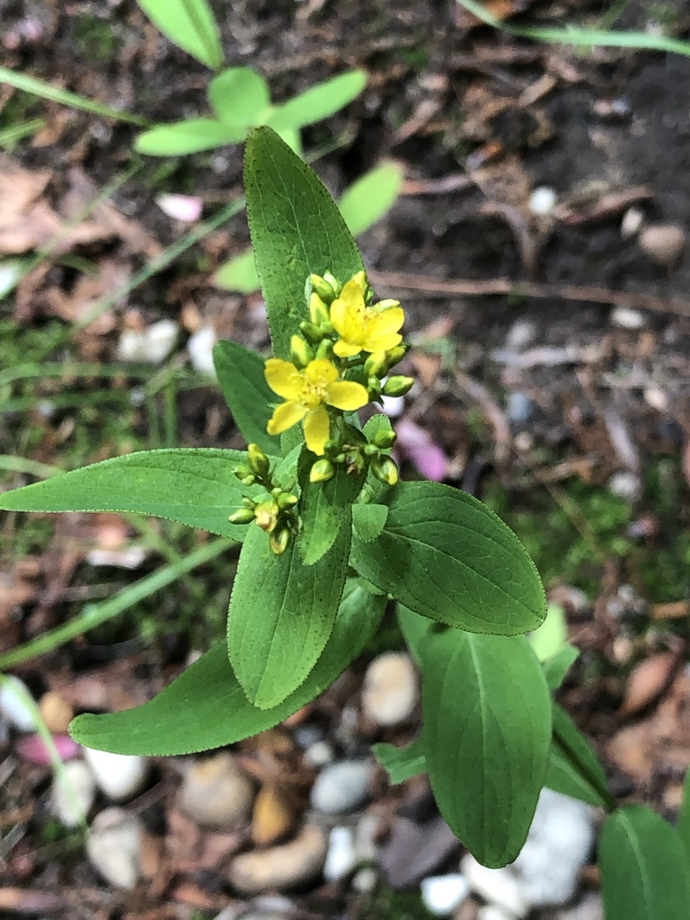 spotted St. John's wort from Hopper St, Hillsdale, NJ, US on July 04 ...