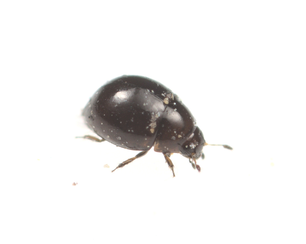 Sphaerius from Ventura, California, United States on July 3, 2021 at 11 ...