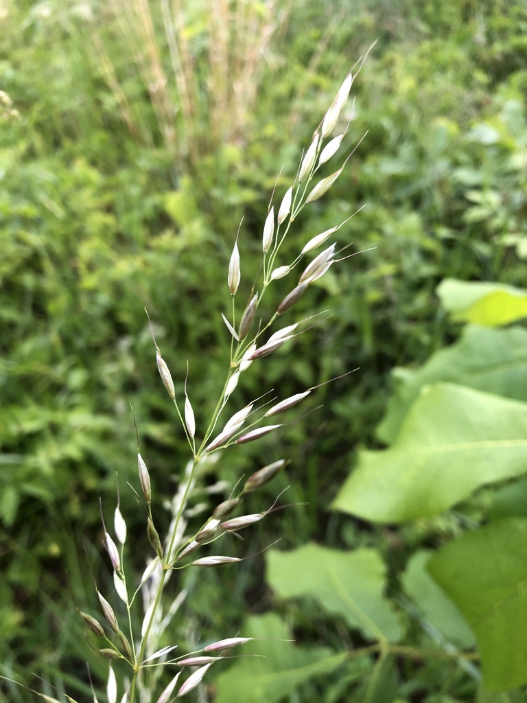 tall oat grass from Teatown Rd, Croton-On-Hudson, NY, US on June 01 ...