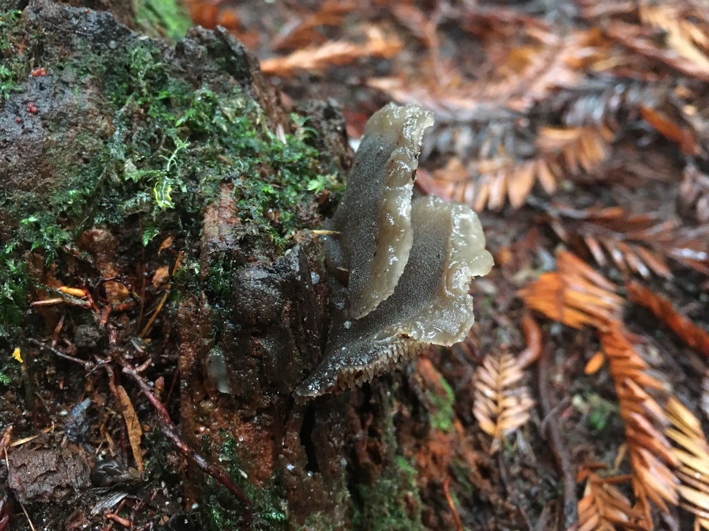 Toothed Jelly Fungus from The Redwoods Whakarewarewa Forest ...