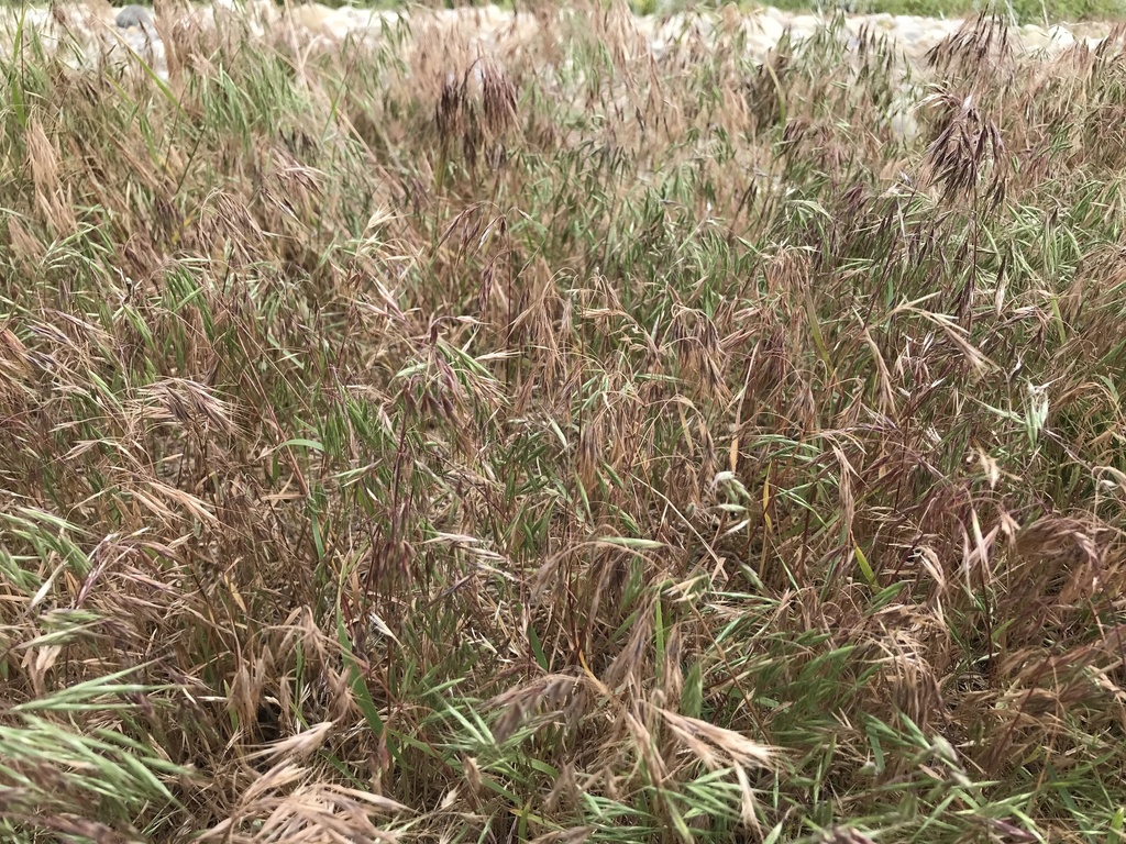 Cheatgrass from Rainbow Falls Way, Chestermere, AB, CA on July 4, 2021 ...