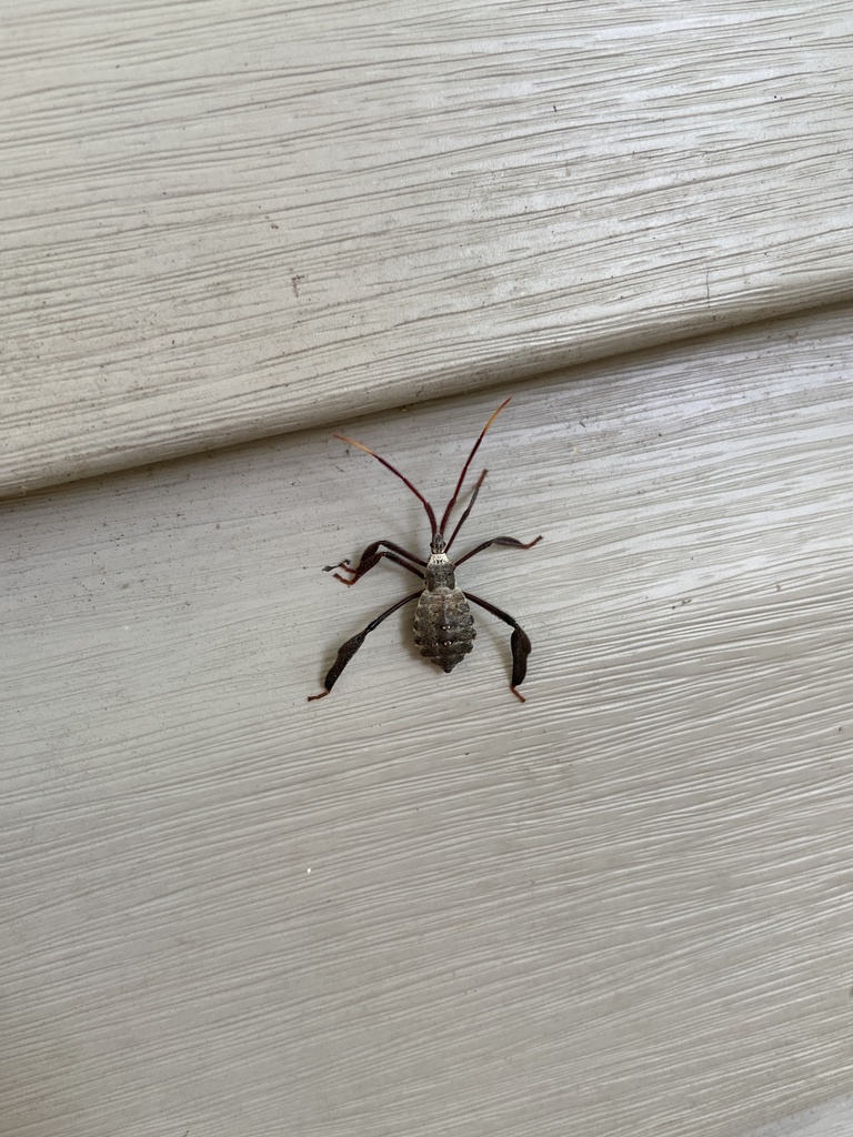 Giant leaf-footed bug from N Arthur St, Little Rock, AR, US on July 04 ...