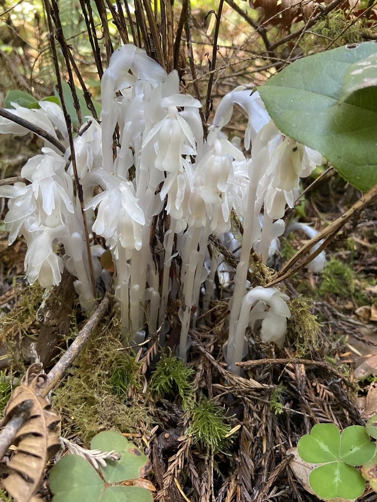 Ghost Pipe in June 2021 by Kieran Althaus · iNaturalist
