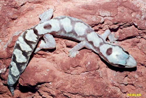 Robust (Velvet) Gecko (South Walker Creek Mine) · iNaturalist