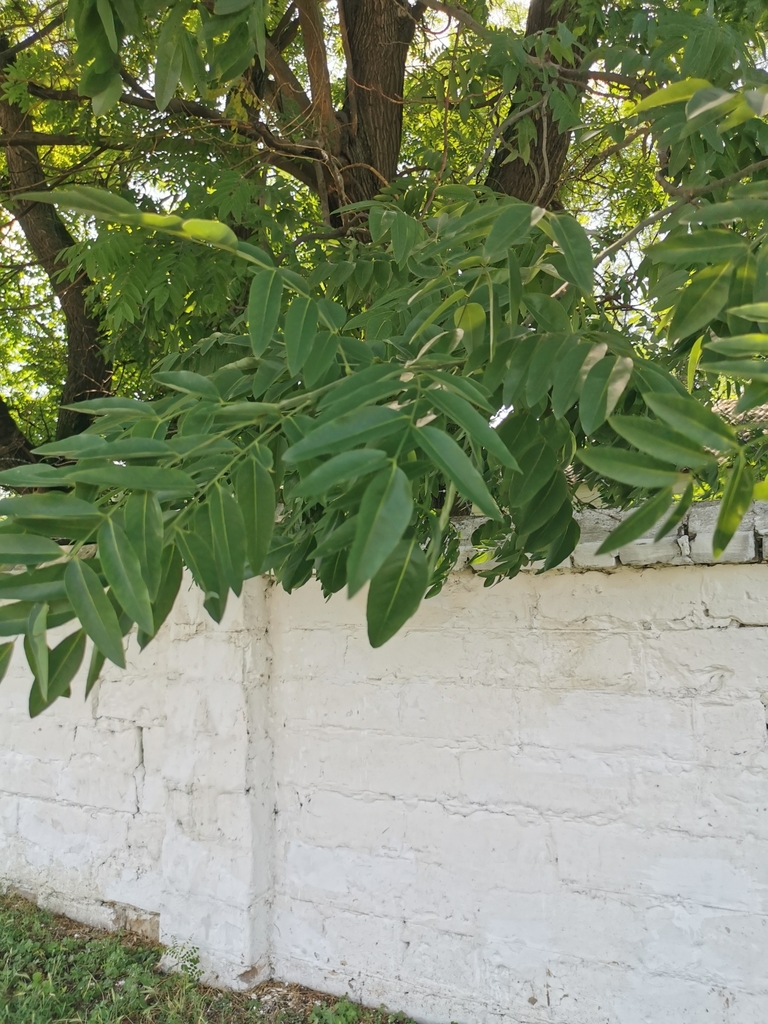 Japanese pagoda tree from Bender, Moldova on July 3, 2021 at 02:22 PM ...
