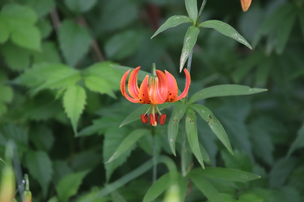 Michigan lily from markle, in on June 20, 2021 at 10:15 AM by Aaron ...