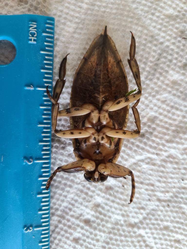 Lethocerus from Houston on July 04, 2021 at 06:37 PM by mystic2. In my ...