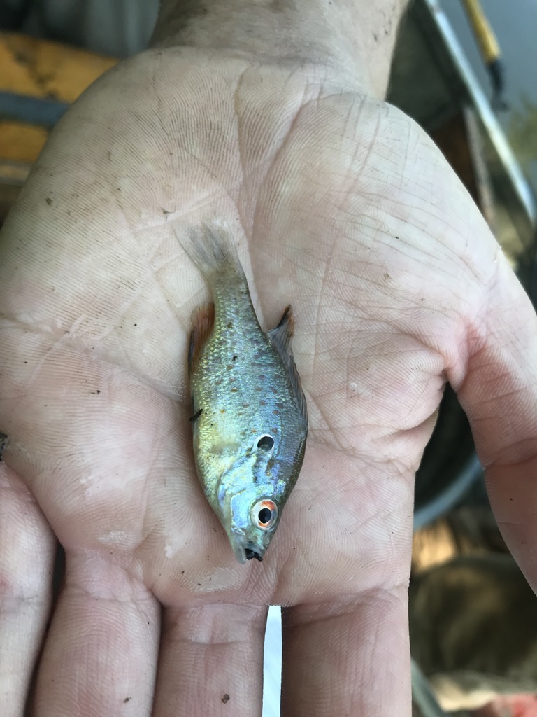 Orangespotted Sunfish from Cache River, Karnak, IL, US on July 3, 2021 ...