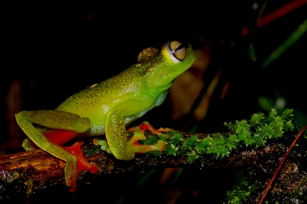 Red-webbed Tree Frog from El Valle de Antón on July 3, 2021 at 11:10 PM ...