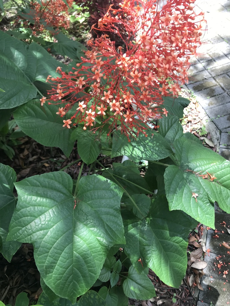 Pagoda Flower from Knost Dr, Mims, FL, US on July 4, 2021 at 01:55 PM ...