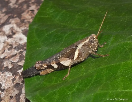 Subspecies Xenocatantops humilis humilis · iNaturalist