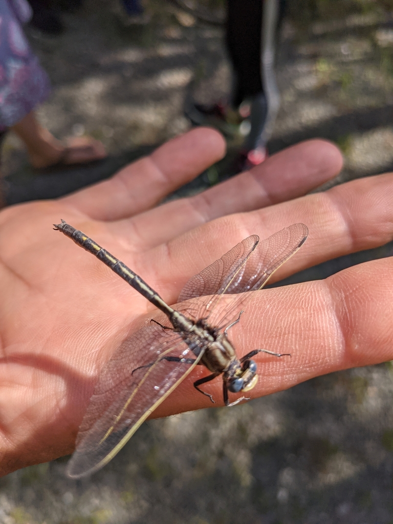 Dusky Clubtail from Lots-Renversés, QC G0L 1V0, Canada on June 24, 2021 ...