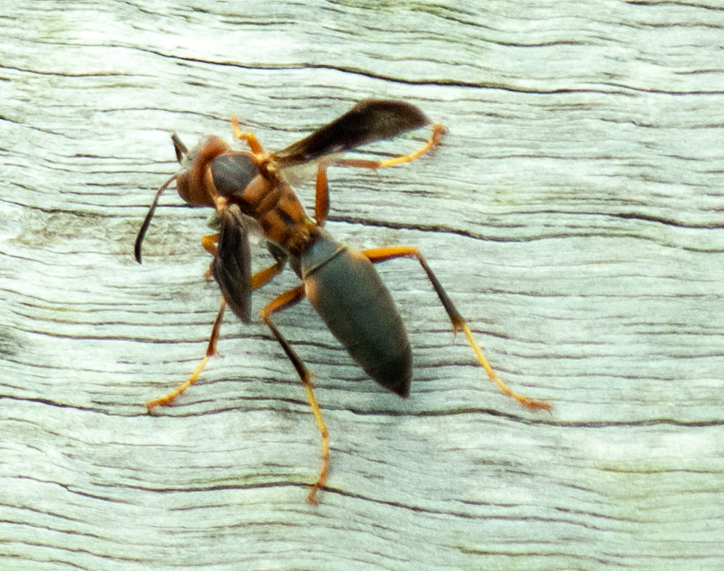 fuscatus-group Paper Wasps from Mid City South, Baton Rouge, LA, USA on ...