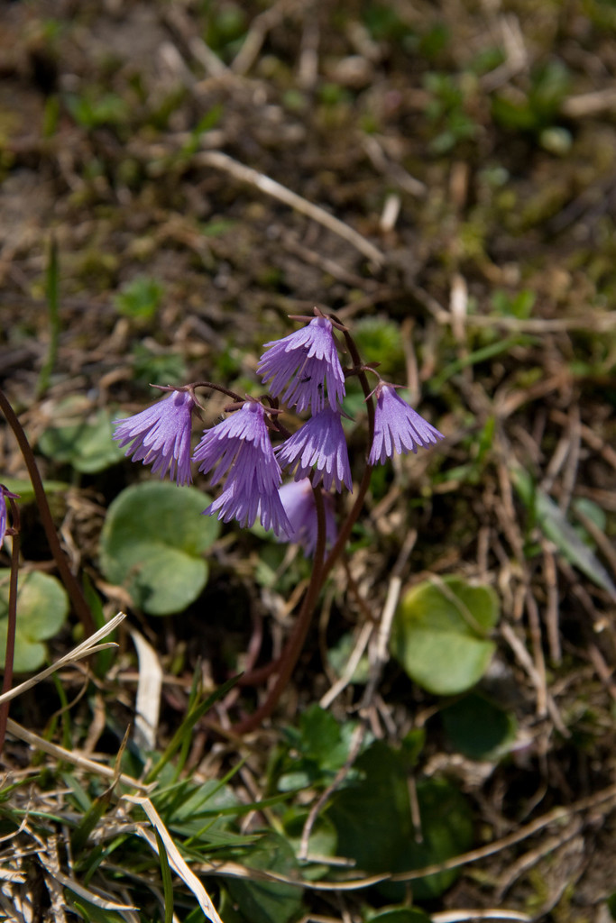 Alpine Snowbell from Nebelhorn, Oberstdorf on June 27, 2010 by Anne ...
