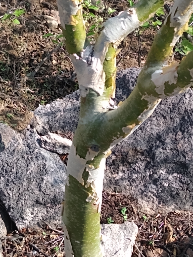 Bursera lancifolia from Promontorios, 85776 La Aduana, Son., México on ...