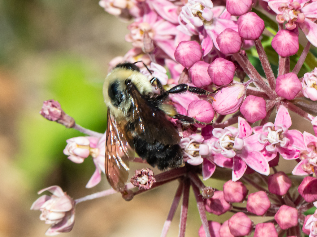 Brown-belted Bumble Bee from Patuxent Research Refuge, Anne Arundel ...