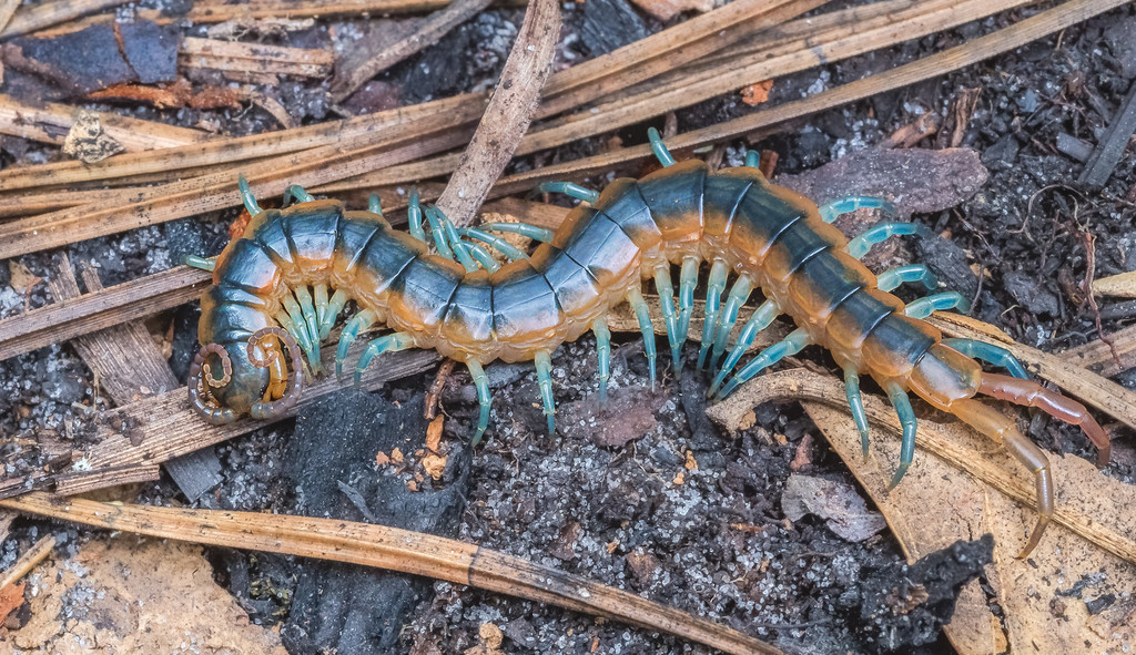 Florida Blue Centipede from Orange County, FL, USA on March 11, 2018 at ...