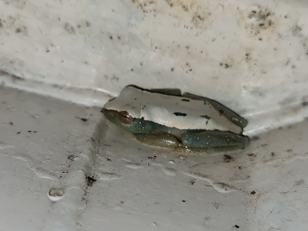 Sierra Leone Reed Frog from Jaedae, Liberia on July 02, 2021 at 06:21 ...