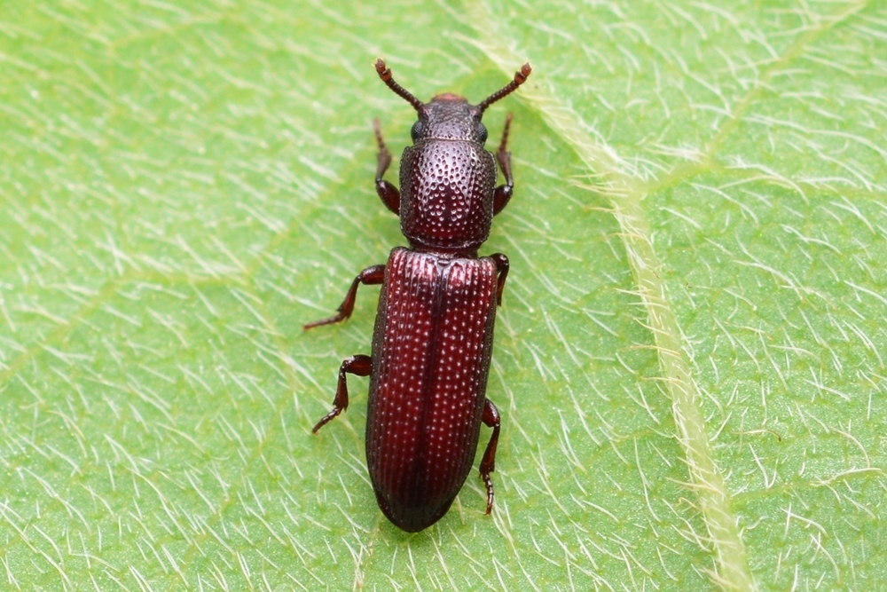Pycnomerus vilis from 대한민국 강원도 원주시 on July 02, 2021 at 08:23 PM by ...
