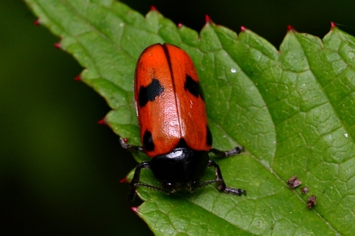 Clytra arida · iNaturalist