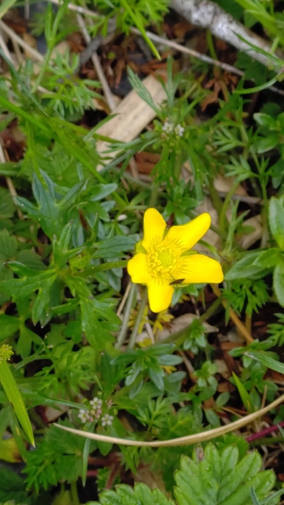 Trollius taihasenzanensis from Taroko, TW-TA-NT, TW-TA, TW on July 5 ...