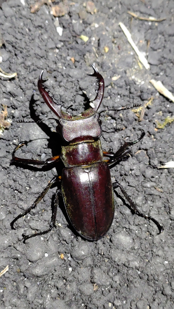 Lucanus maculifemoratus taiwanus from 546台灣南投縣仁愛鄉翠峰 on July 5, 2021 at ...