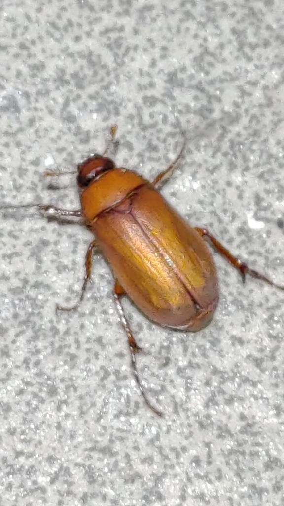 Hilyotrogus formosanus from Nantou, TW-TA, TW on July 5, 2021 at 07:26 ...