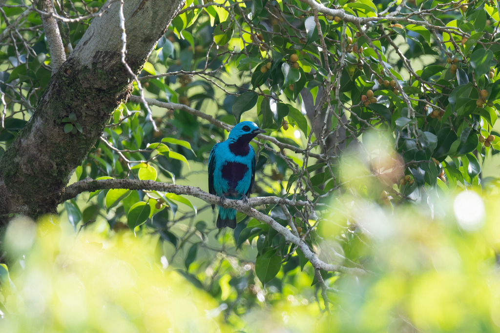 Turquoise Cotinga in June 2019 by Mike Hooper · iNaturalist