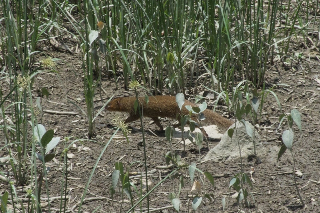 Javan Mongoose from Hong Kong Wetland Park, Yuen Long, New Territories ...