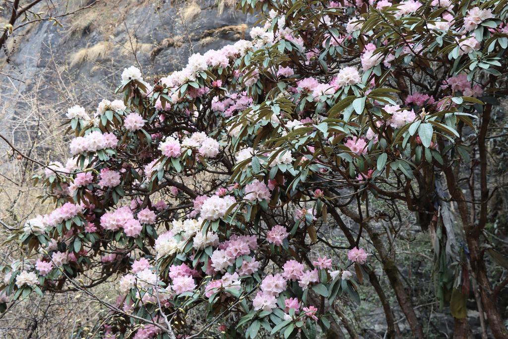 (Rhododendron arboreum cinnamomeum) - Botanical Realm