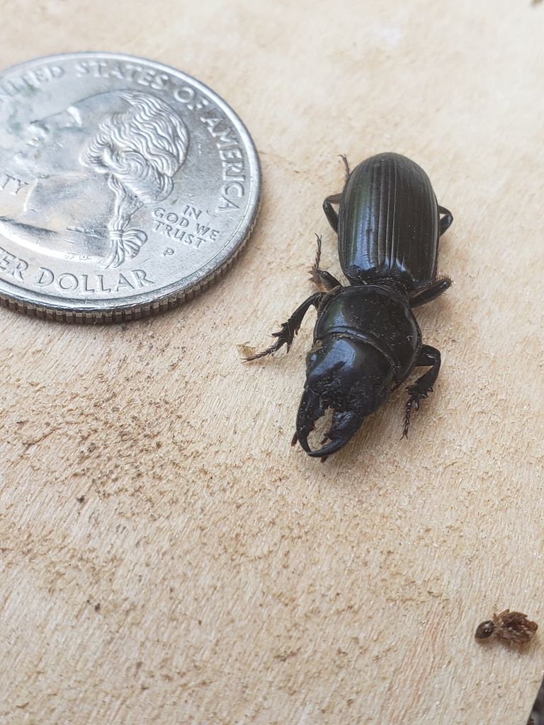 Big-headed Ground Beetle from Lakeville, MN, USA on July 5, 2021 at 10: ...