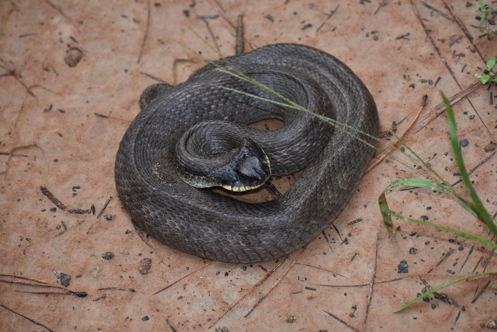 Eastern Hognose Snake from Conroe, TX, USA on July 4, 2021 at 08:26 AM ...