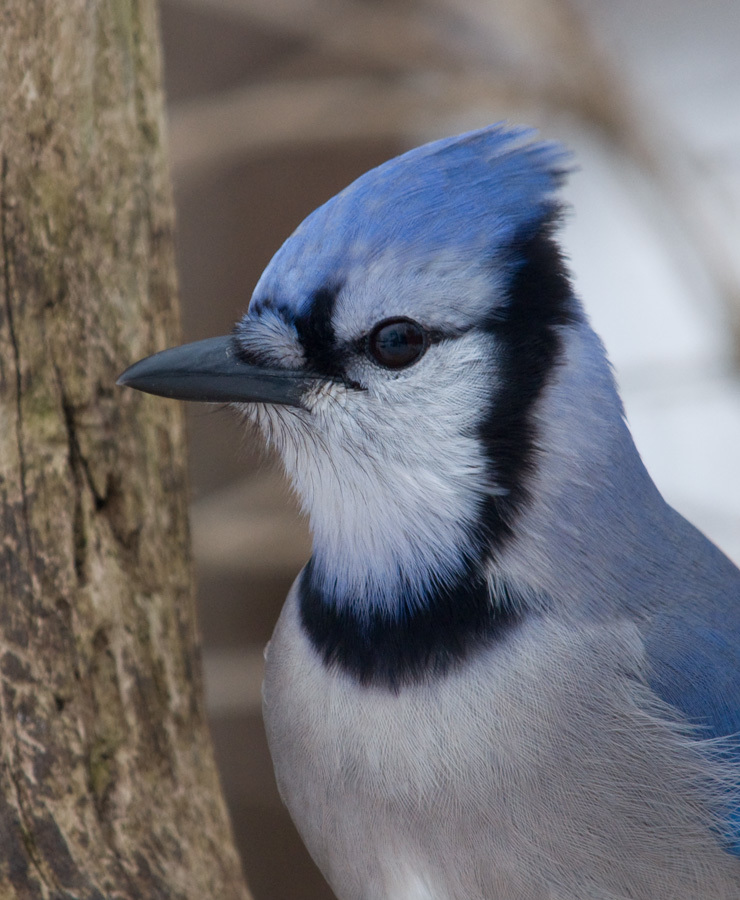 Blue Jay from Racine County, WI, USA on January 16, 2010 at 09:49 AM by ...