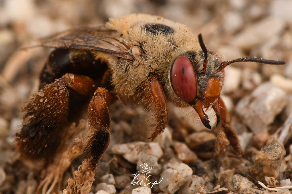 Red-legged Oil-Digger from Borrego Springs, CA 92004, USA on July 04 ...
